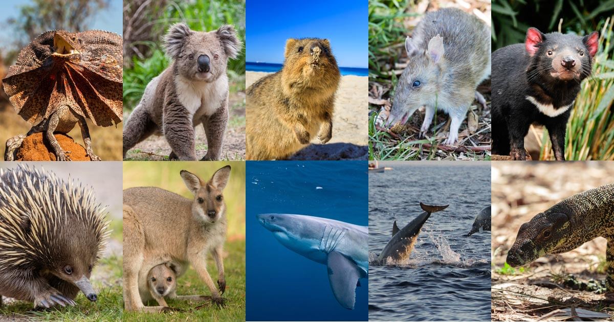 Best Places To Visit In Australia For Wildlife Enthusiasts